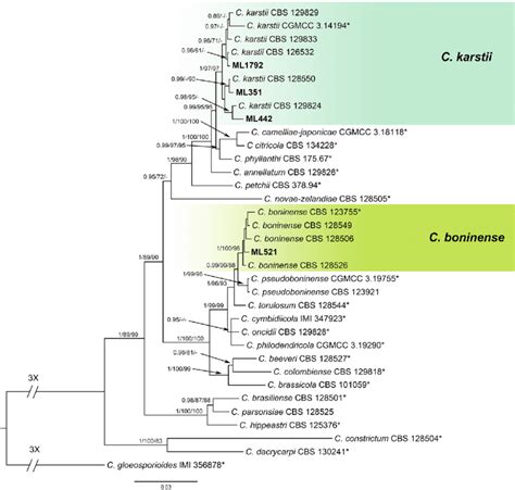 A Bayesian Inference Phylogenetic Tree Of The C Boninense Species Download Scientific Diagram
