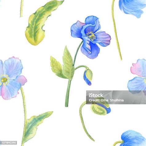 블루 양귀비 수채화 매끄러운 패턴 히말라야 꽃과 흰색 배경에 잎의 손으로 그린 그림 꽃 장식 섬유 및 월퍼용 개화기에 대한 스톡 벡터 아트 및 기타 이미지 Istock