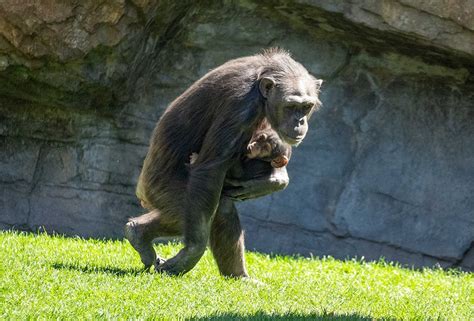 La Cría De Chimpancé Nacida En Bioparc Se Llama Cala