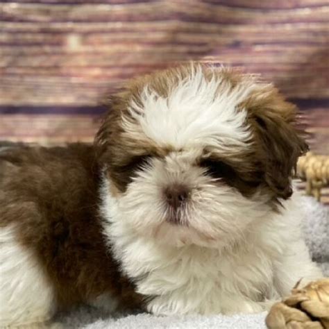 Shih Tzu Puppy Tn And Wh Id542 Located At Petland Memphis Tennessee