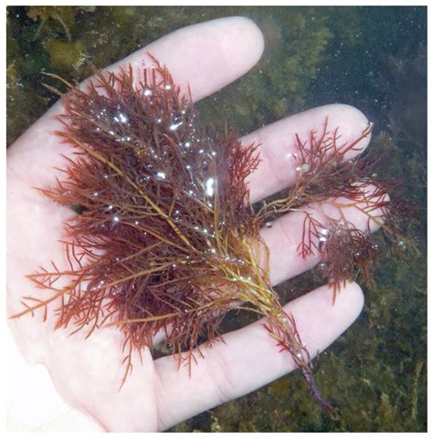Red Seaweed Rhodophyta Phycocolloids A Road From The Species To The