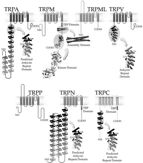 Structurefunctional Intimacies Of Transient Receptor Potential