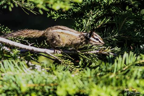 Visiting Sequoia National Park The Best Hikes Scenery And