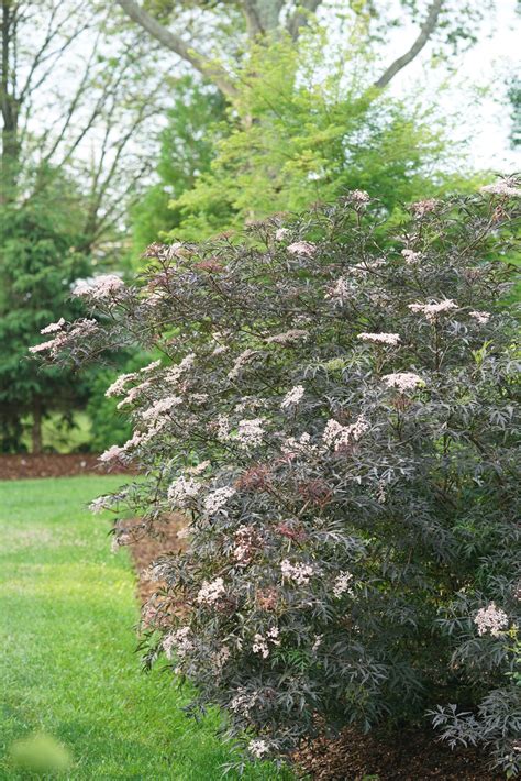 Elder Tree Sambucus Nigra
