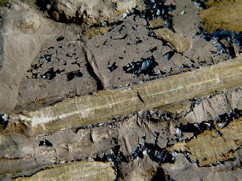 Unknown Central Ohio Shale Fossils Questions And Answers The Fossil Forum