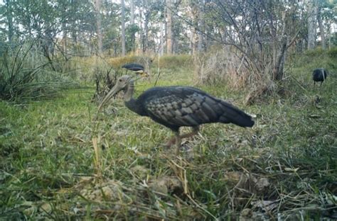 រកឃើញ សត្វ ត្រ យ៉ង យក្ស ជិត ផុត ពូជ ១៩ សំបុក នៅ ខេត្តព្រះវិហារ