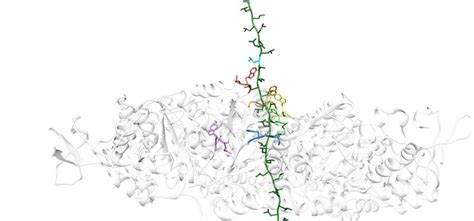 Figures And Data In The Aaa Atpase Vps4 Binds Escrt Iii Substrates Through A Repeating Array Of