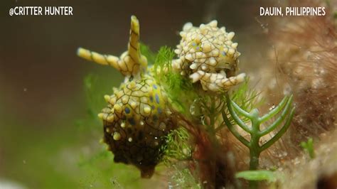 Oxynoe Kylei Project Nudibranch Youtube