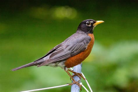 40 Common Birds In Alabama With Pictures And Identification