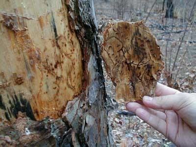 Tree Diseases Insect Infestations Diagnosis And Treatment Services