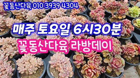 2531🌸꽃동산다육 라방데이 예쁜신상과 라방특가~놀러오세요 💕꽃동산다육 010 3939 4304 Youtube