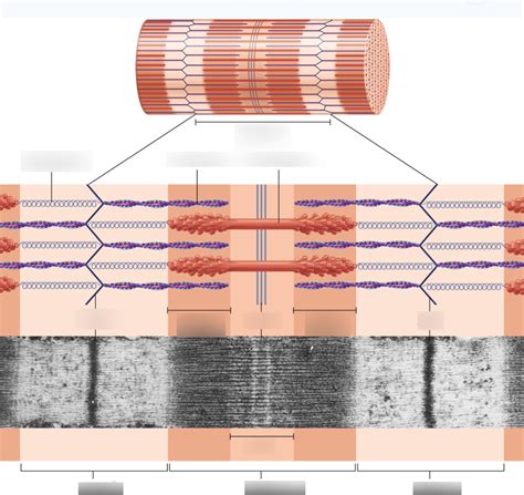 Sarcomere Diagram Quizlet