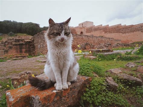 Moroccan Kitty I Encountered In Chellahrabat 😺 Loves From Turkey 🇹🇷 Rmorocco