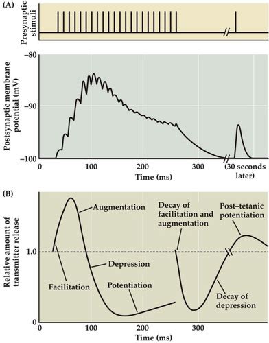 Neurobio Ch 8 Synaptic Plasticity Flashcards Quizlet