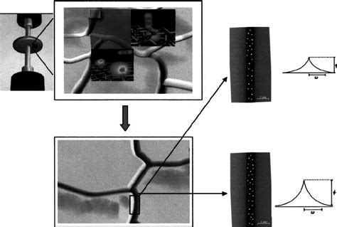 Schematic Representation Of The TiO 2 Surface Covered With Adsorbed Download Scientific Diagram