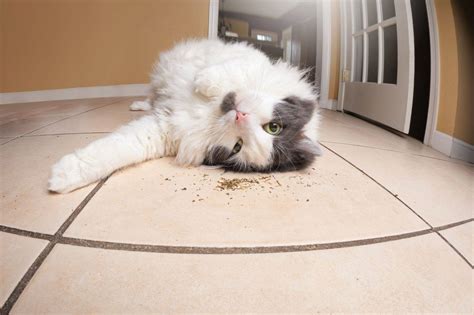 Catnip Overdose Or Something More Serious How To Tell The Difference
