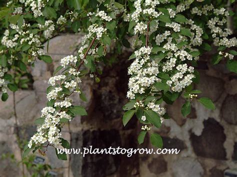 4 7 Plants To Grow Plants Database By Paul S Drobot