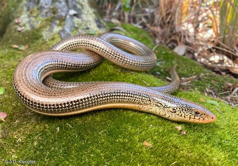 100 Glass Lizard Wallpapers