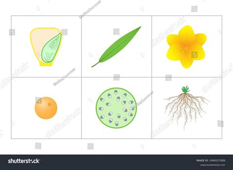 Characteristics Monocots Seed Leaf Flower Pollen Stock Vector Royalty