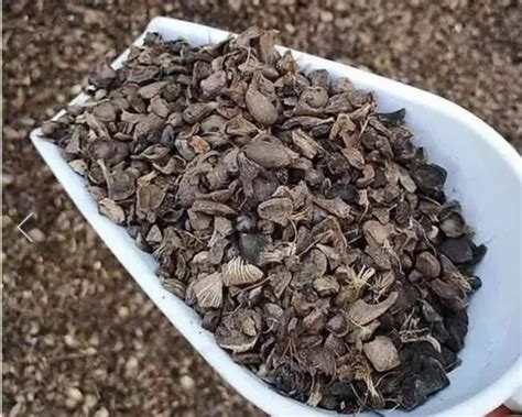 palm kernel shell price factors trends and impact