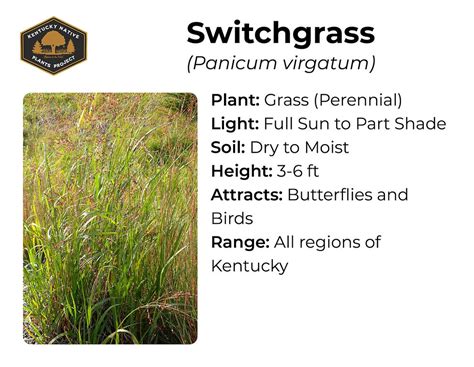 21 Kentucky Native Plants For Landscaping