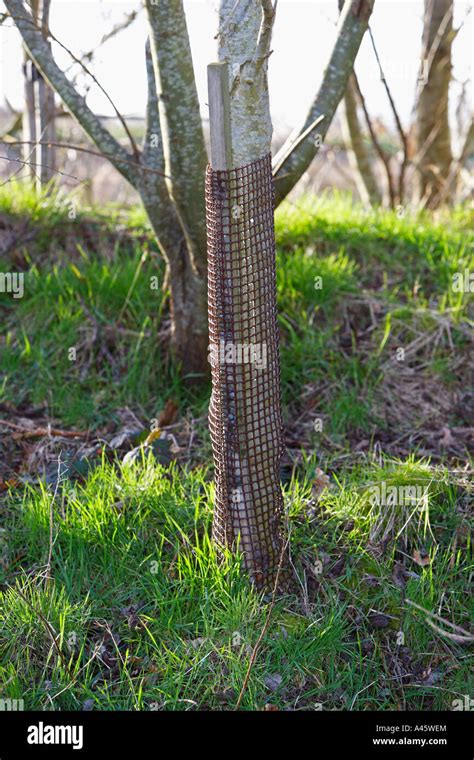 Tree Sapling Protector Stock Photo Alamy