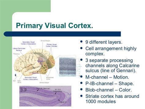Visual Cortex Layers Visual System