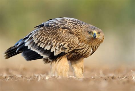 როგორ გავარჩიოთ მტაცებელი ფრინველები Sabuko