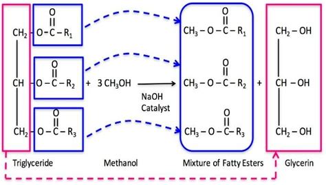 Transesterification Reaction For Biodiesel Production 12 Download