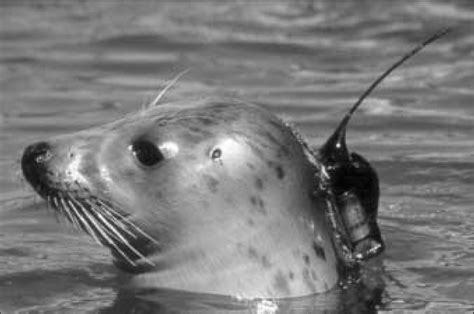 Satellite Relay Data Logger Smru Uk Glued To The Nape Of A Seal With