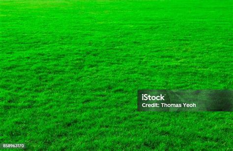 인공 잔디의 상위 뷰 천연 잔디 질감 평면도에서 골프 코스 잔디에서 배경 무늬 0명에 대한 스톡 사진 및 기타 이미지 0명