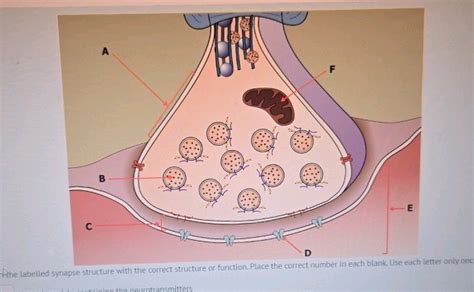 The Labelled Synapse Structure With The StudyX