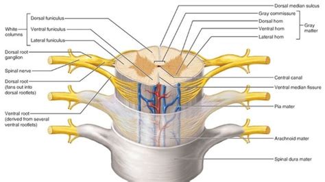 Anatomy 44 Sensory Pathways Flashcards Quizlet