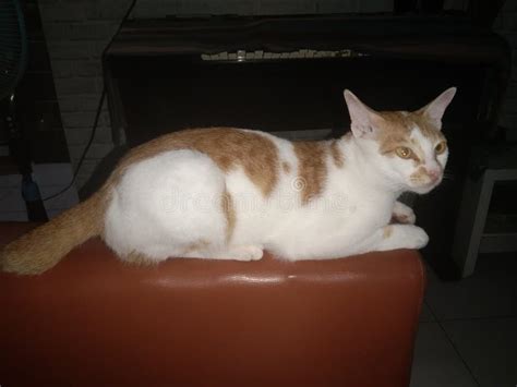 Cute Village Cat From Indonesia Stock Image Image Of Indonesia