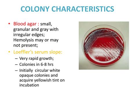 Corynebacterium Pptx