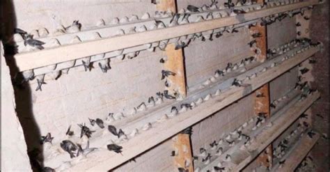 Turning Swiftlet S Nest Into A Billion Dollar Export Industry
