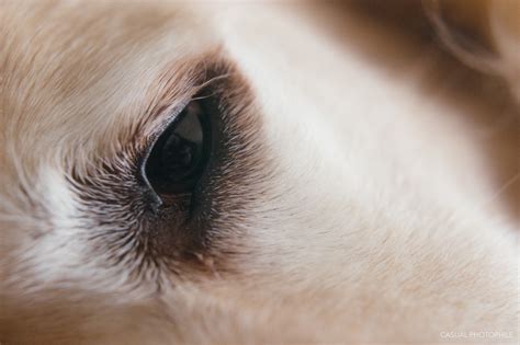 How To Shoot Easy Macro Photos Using Close Up Filters Casual Photophile