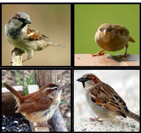 Which One Of These Birds Is Not Like The Others