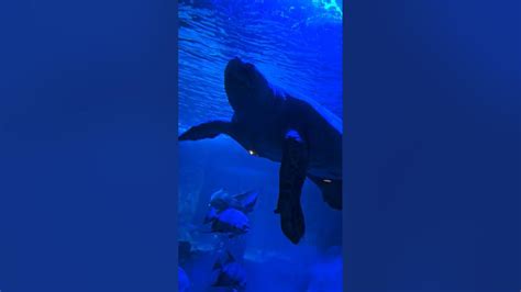 Grouper And Turtle Aquarium Kentucky Happynewyear Wanderlust Crypto Telcoin