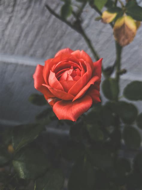 4k Flower Aesthetic Wallpapers Photos Download The Best Free 4k Flower