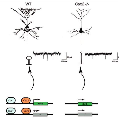 Cux Genes Control Dendrite Branching And Synaptogenesis Cux1 And Cux2 Download Scientific