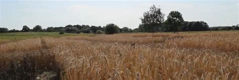 Intercropping Beans And Triticale Sonning Farm Berkshire Agricology