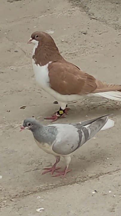 کبوتر رنگی خوشرنگ زرد نر مست کبوتر خوشرنگ سیاهپوش کبوتررنگی Youtube