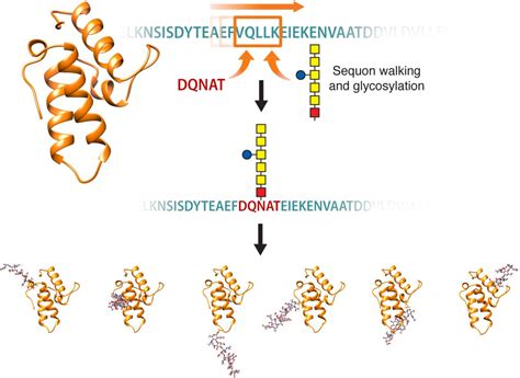 Glycoprotein Structure
