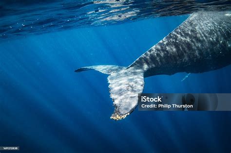 Close Up Of Humpback Whale Tail Fluke Swimming In The Deep Blue Pacific