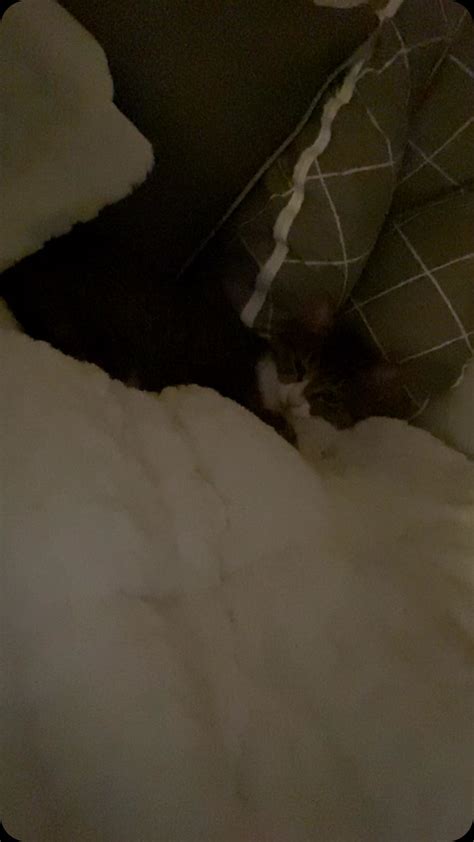 Busancats And Park Kong 강아지와고양이 Instagram