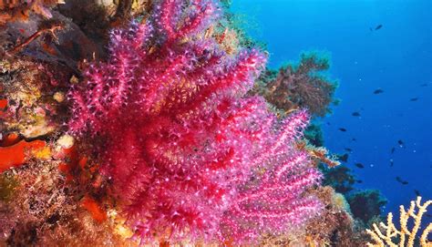 Single Celled Microbe Helps Corals Deal With Hot Water Futurity