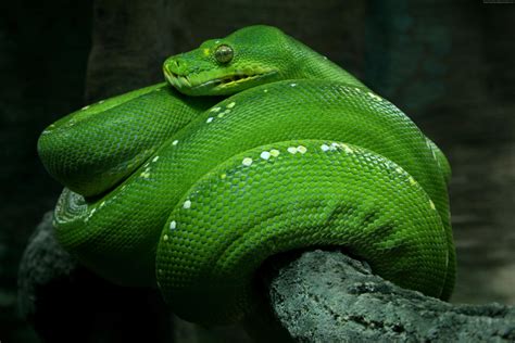 python hd wallpapers