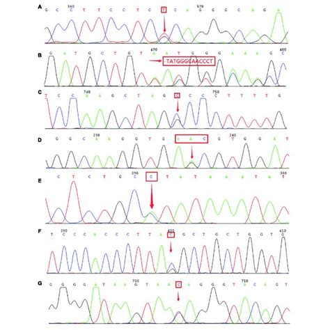 Identification Of Rare α And β Thalassemia Mutations Using Dna Download Scientific Diagram