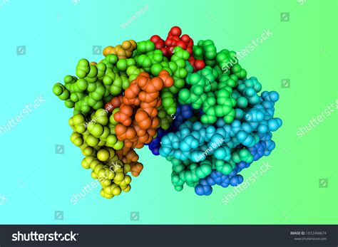 Spacefilling Molecular Model Human Pepsin Complex Stock Illustration
